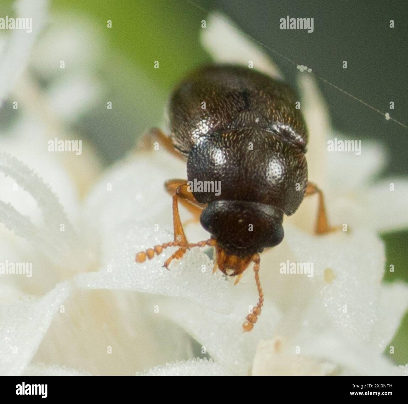 Short-winged Flower Beetles (Kateretidae) Insecta Stock Photo - Alamy