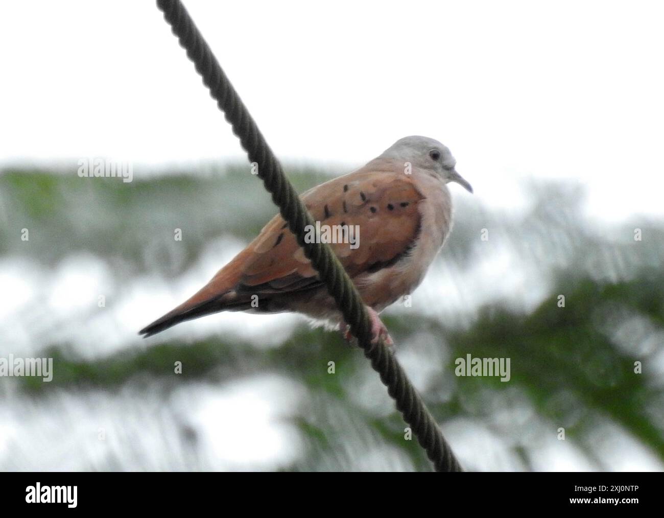 Ruddy Ground Dove (Columbina talpacoti) Aves Stock Photo - Alamy
