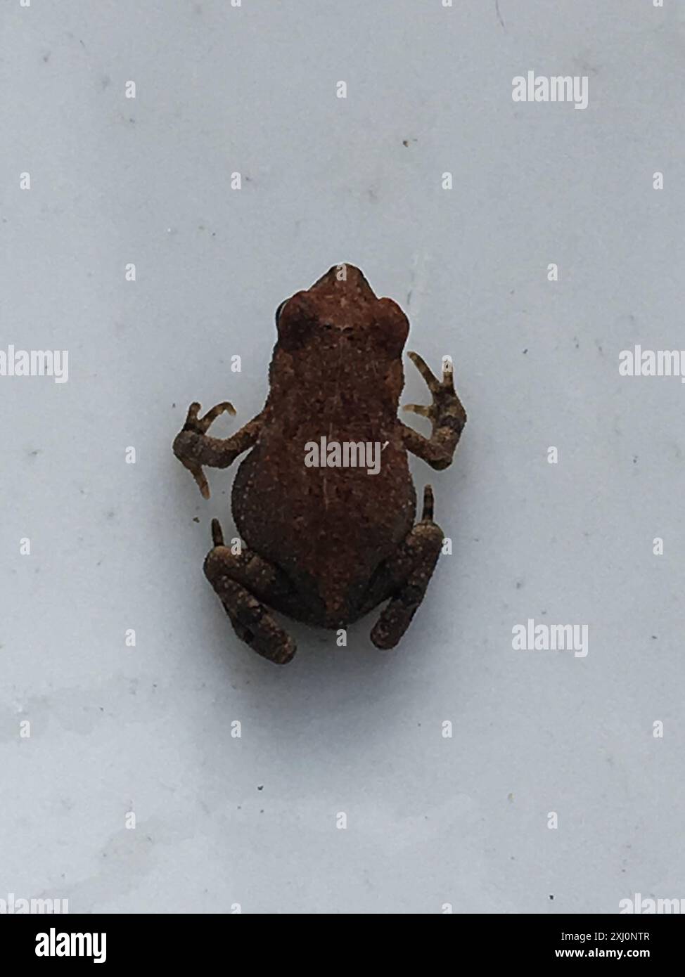 True Toads (Bufonidae) Amphibia Stock Photo - Alamy