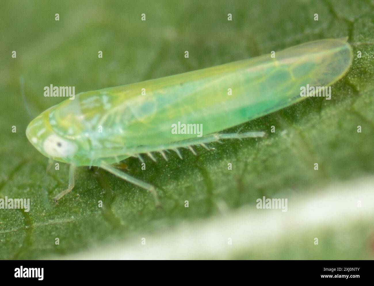 Empoasca hi-res stock photography and images - Alamy
