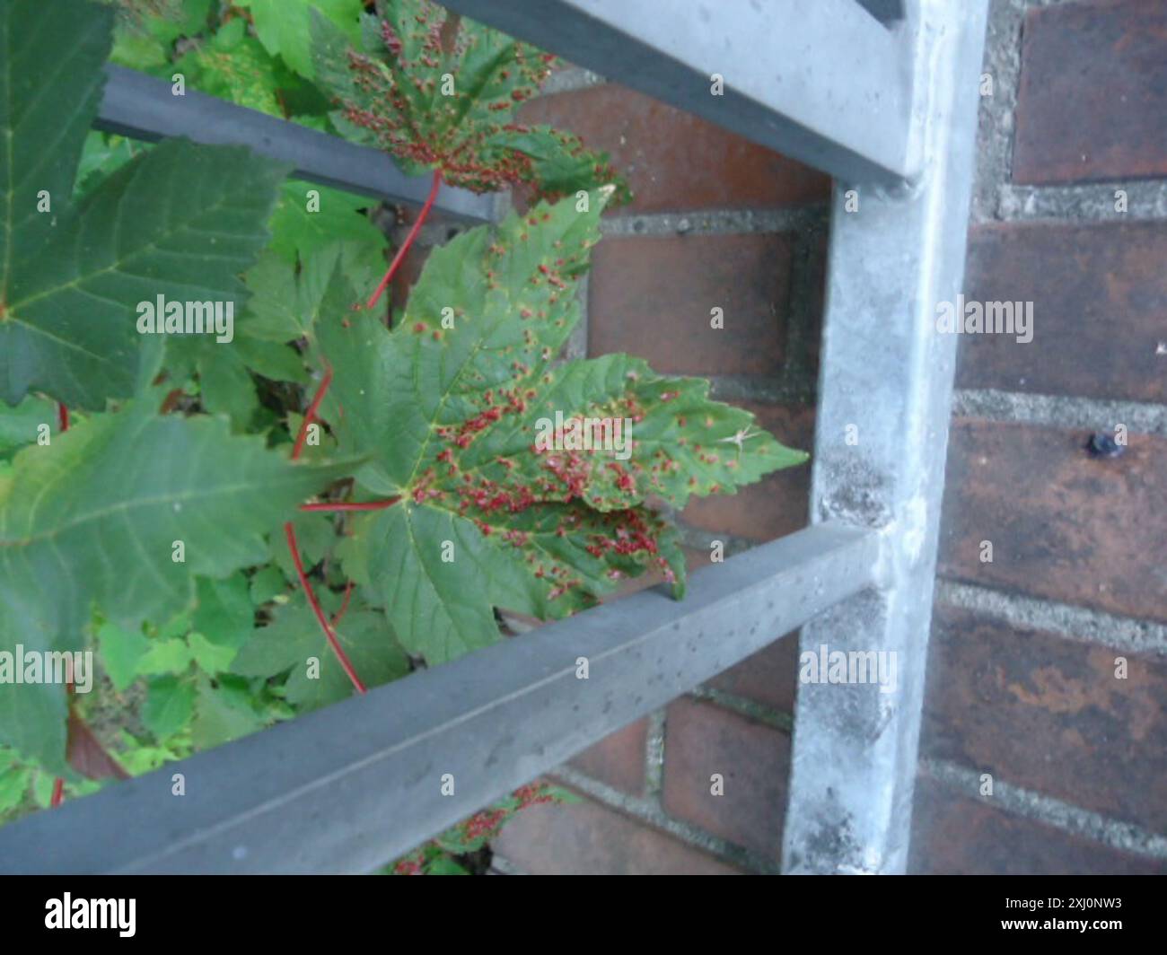 Maple gall mite (Aceria macrorhyncha) Arachnida Stock Photo - Alamy