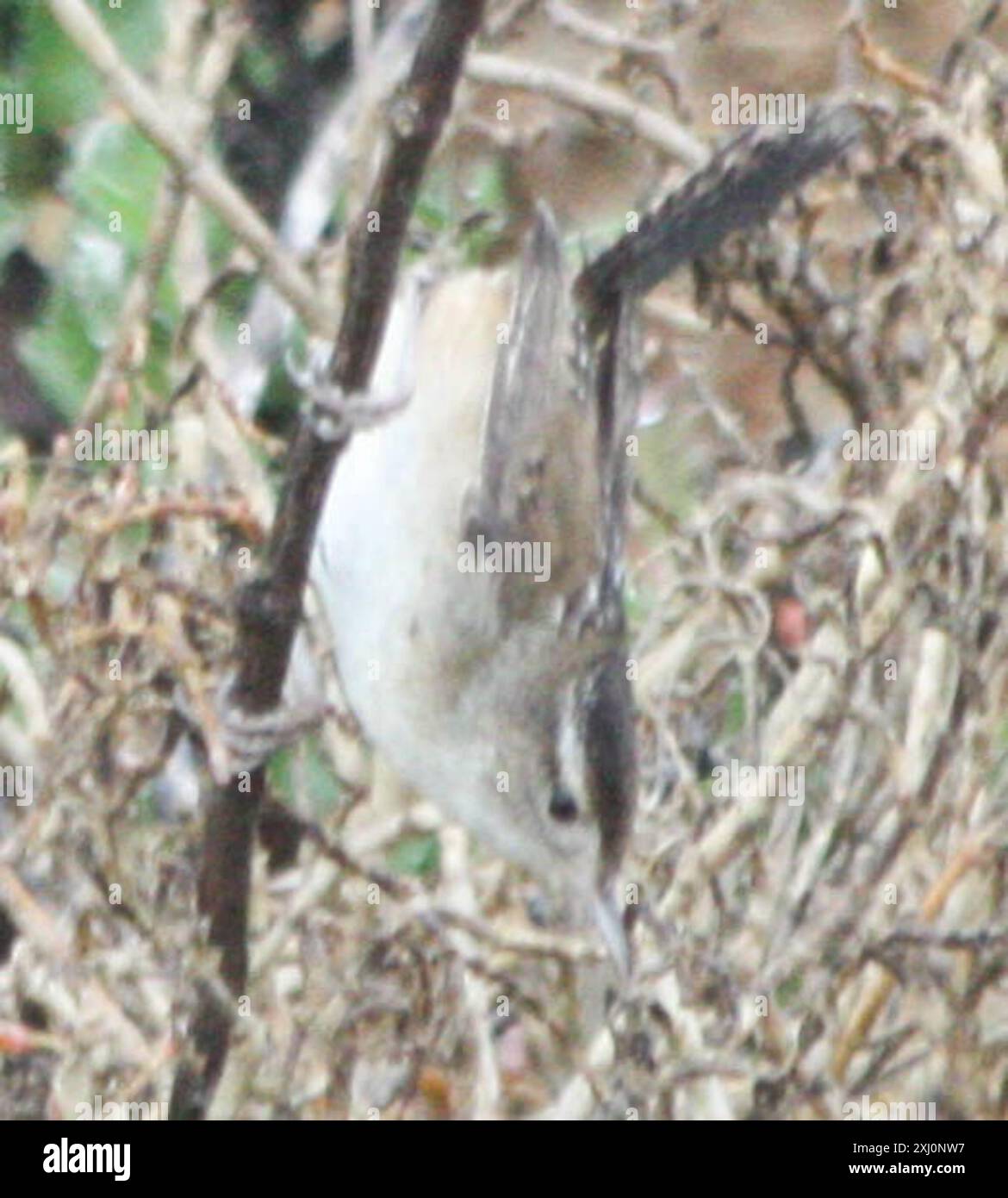 Marsh Wren (Cistothorus palustris) Aves Stock Photo - Alamy