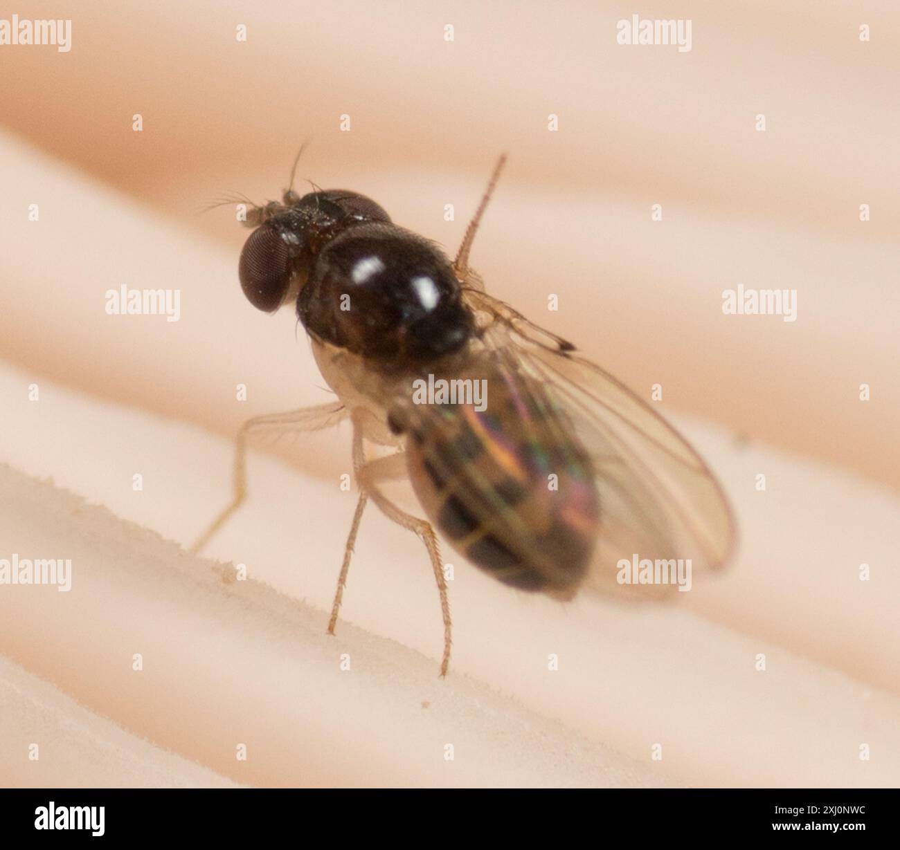 (Mycodrosophila stalkeri) Insecta Stock Photo - Alamy