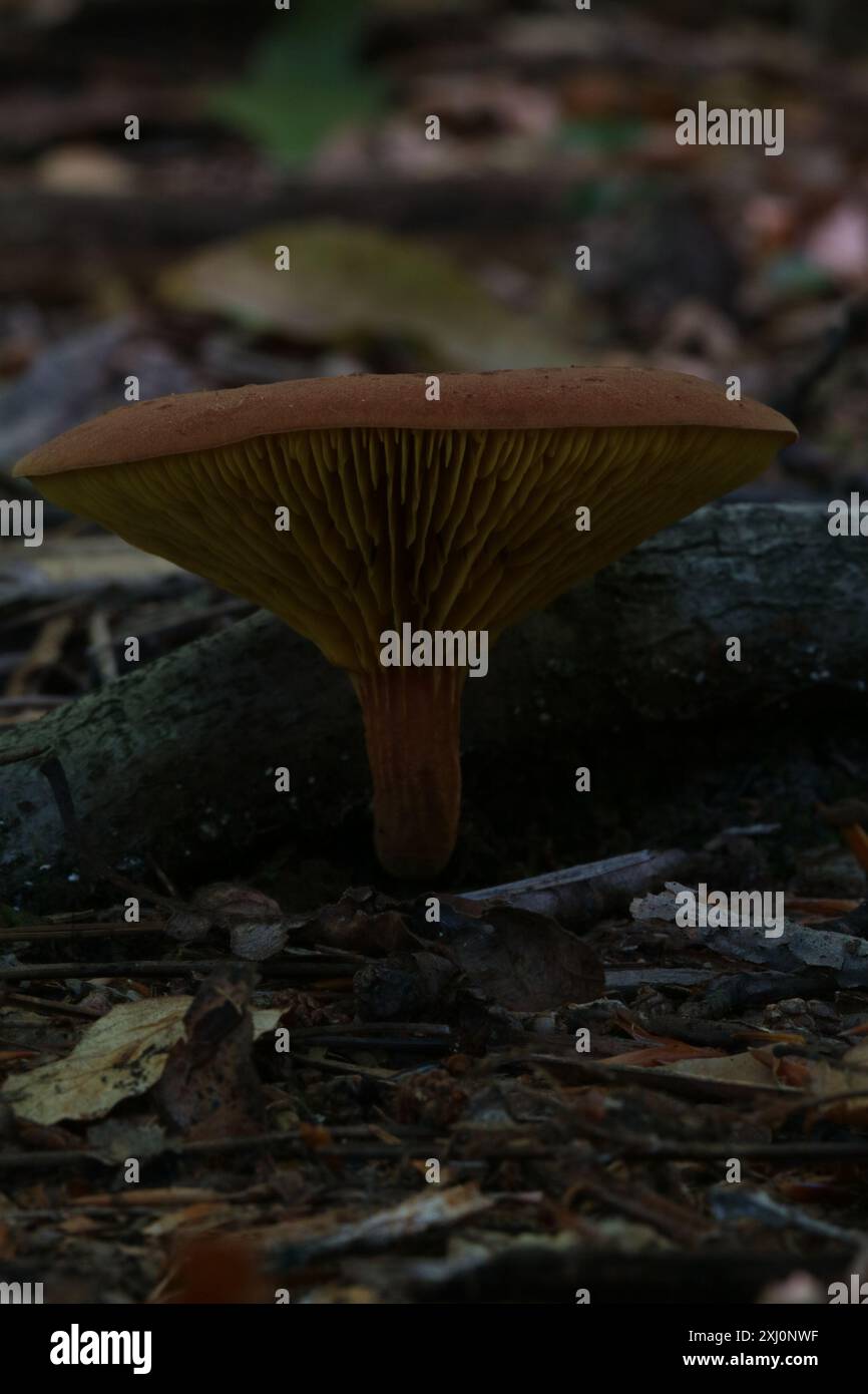 Golden Gilled Bolete (Phylloporus rhodoxanthus) Fungi Stock Photo - Alamy