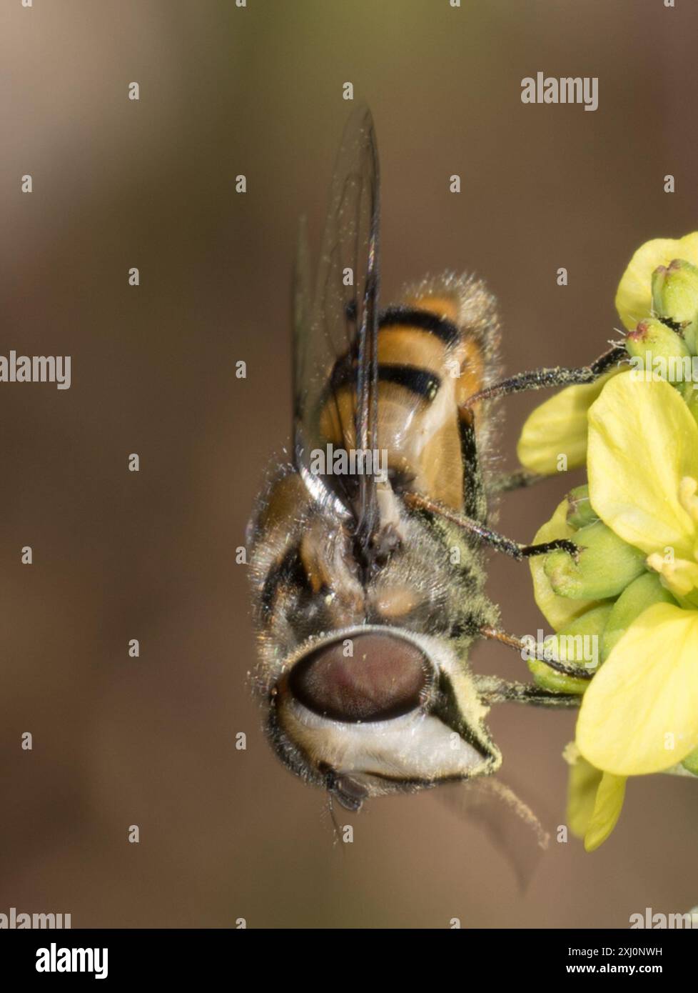 Yellow-spotted Bromeliad Fly (Copestylum avidum) Insecta Stock Photo ...