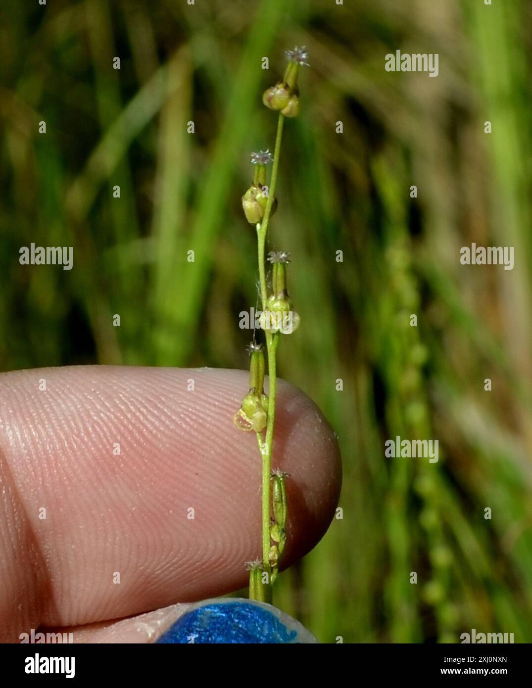 marsh arrowgrass (Triglochin palustris) Plantae Stock Photo - Alamy