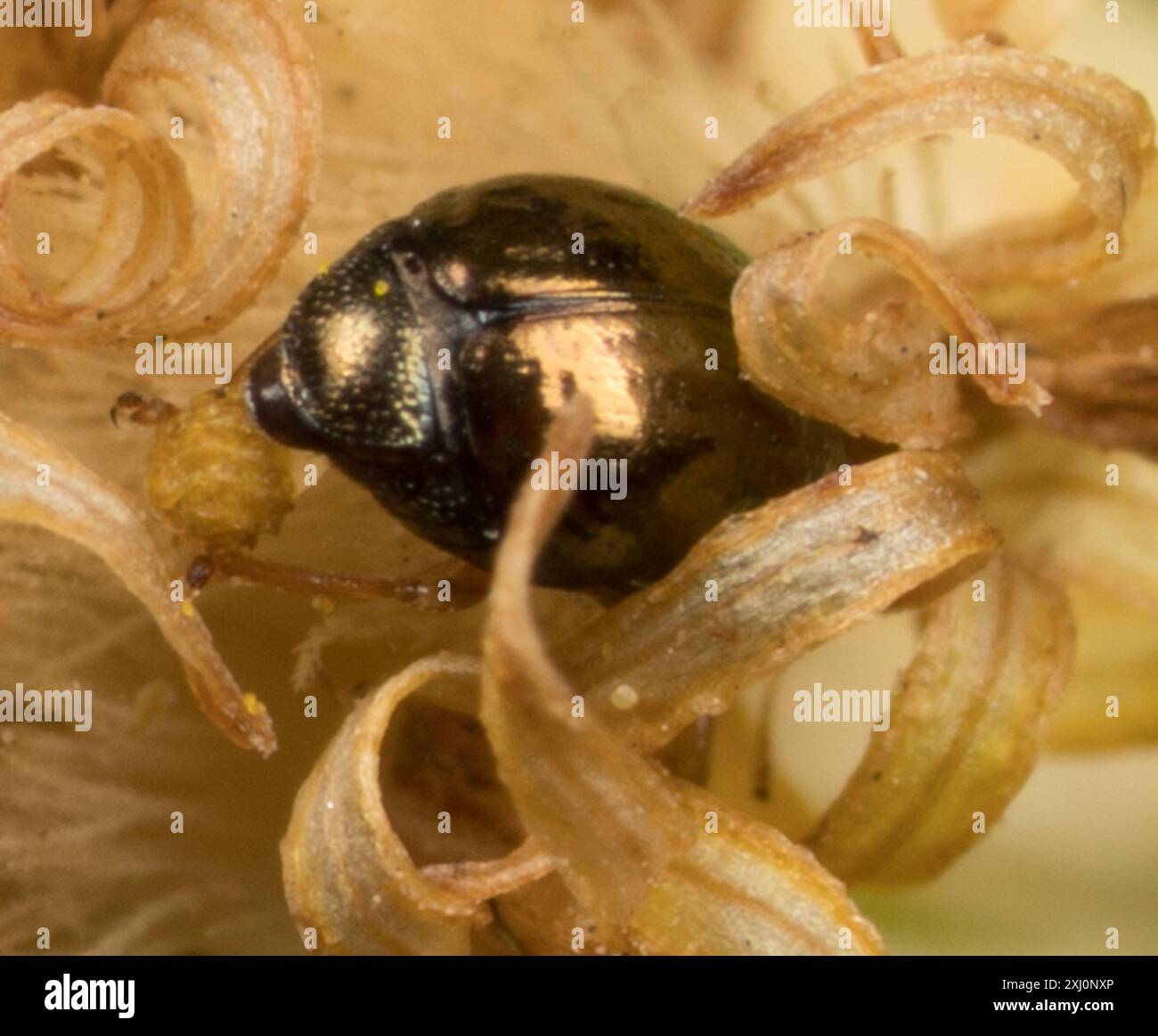 Bronze Leaf Beetle (Diachus auratus) Insecta Stock Photo - Alamy