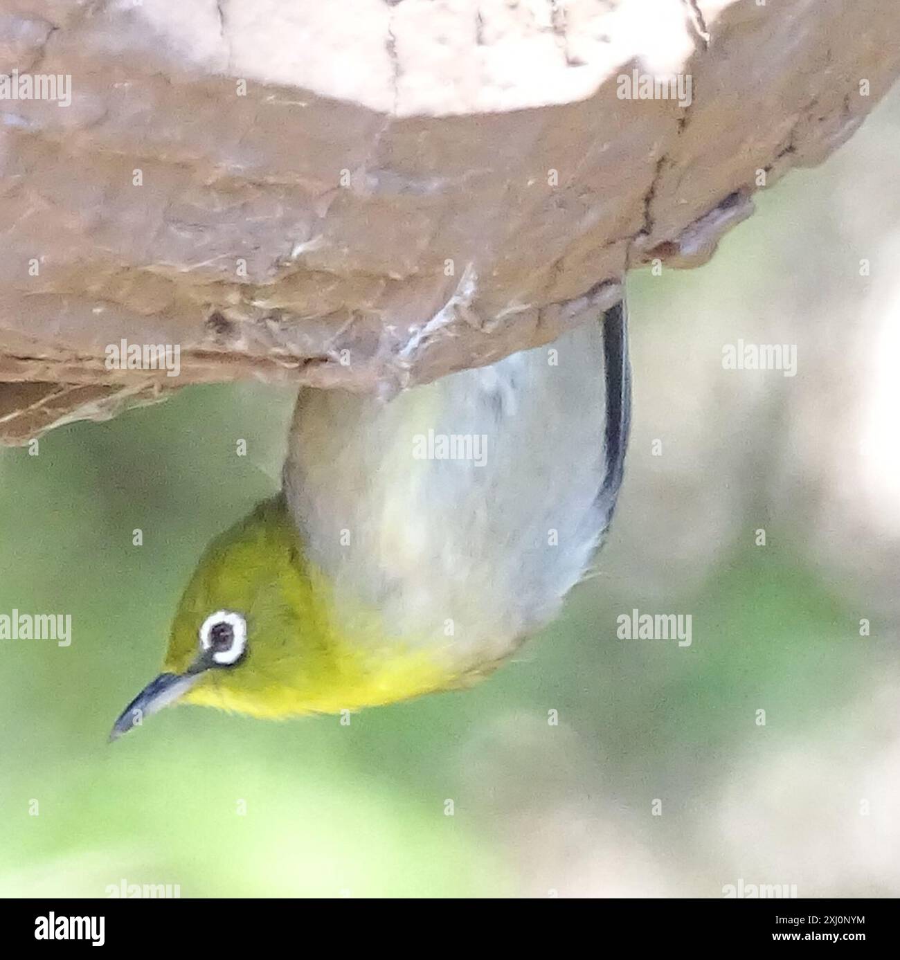 Warbling White-eye (Zosterops japonicus) Aves Stock Photo - Alamy