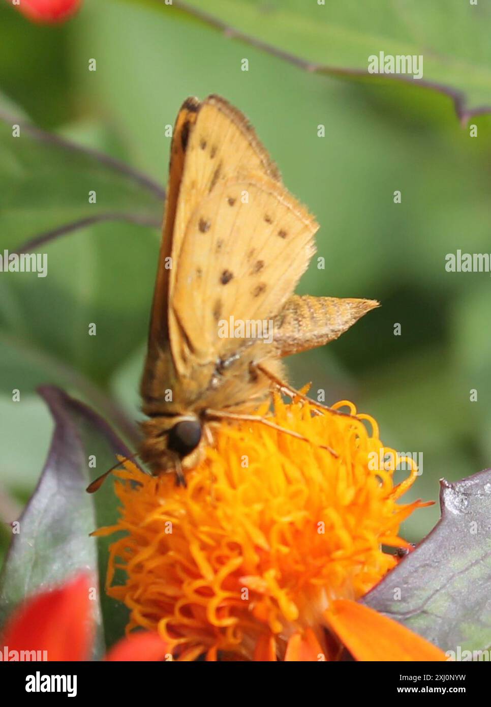 Fiery Skipper (Hylephila phyleus) Insecta Stock Photo - Alamy