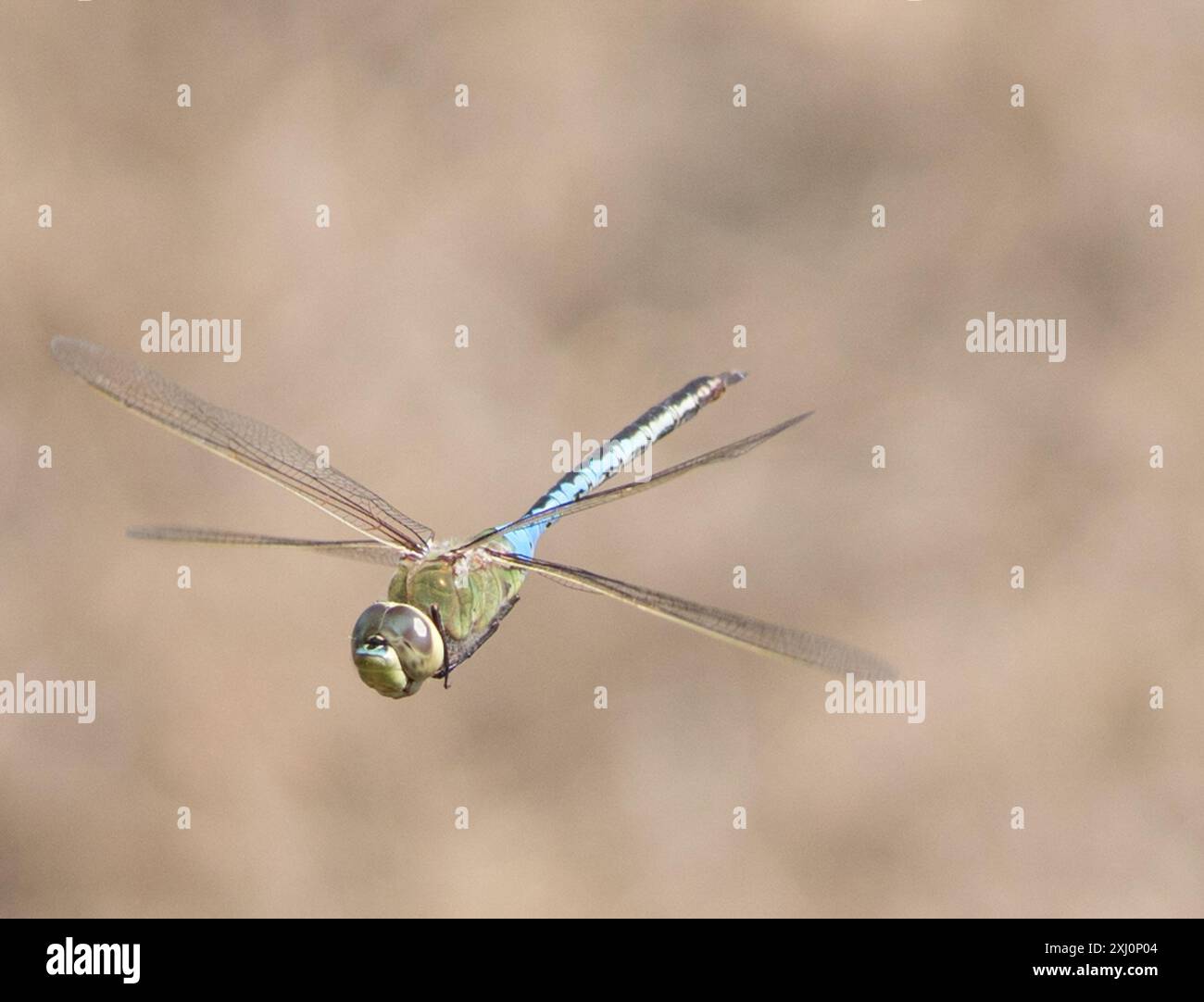 Common Green Darner (Anax junius) Insecta Stock Photo - Alamy