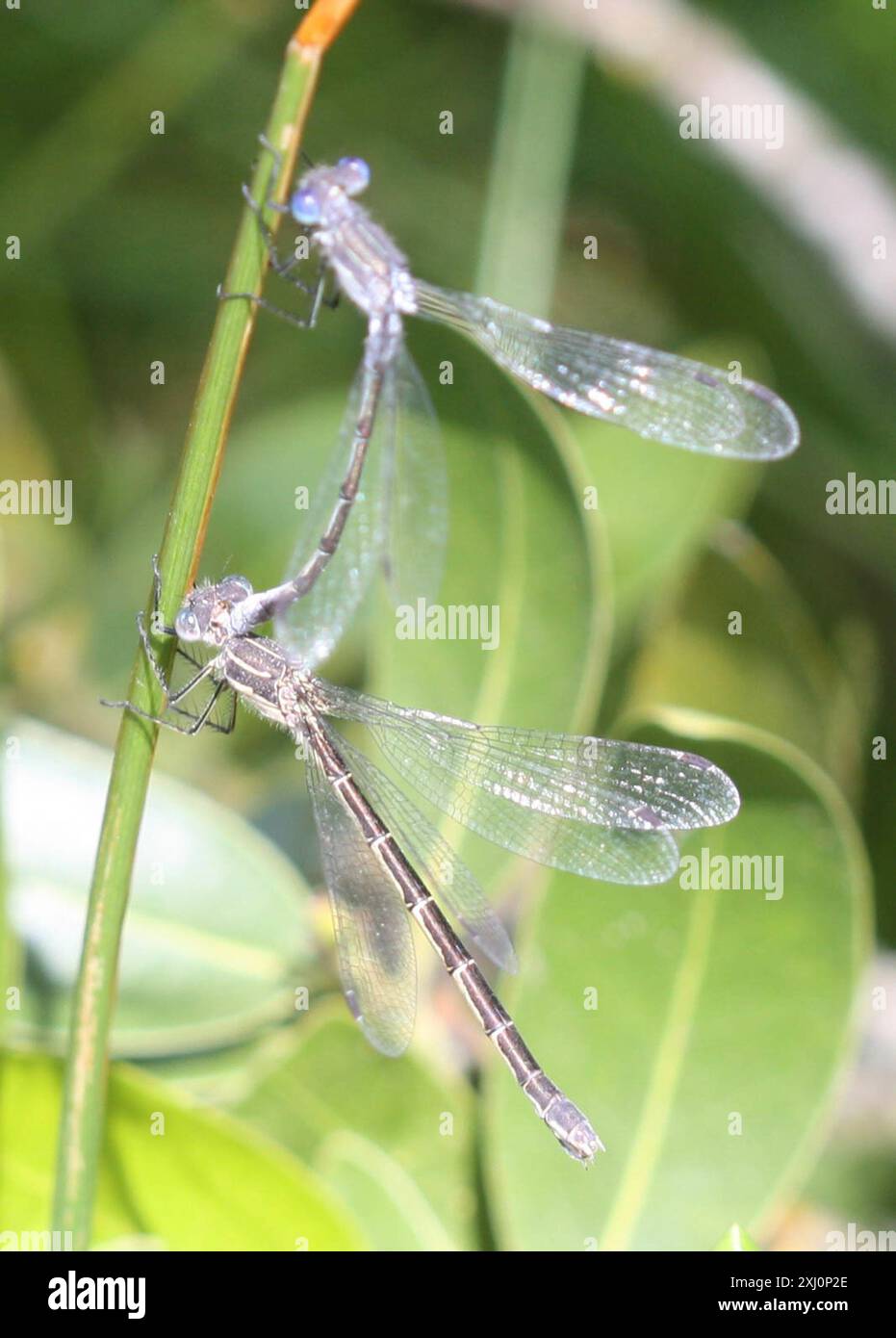 Black Spreadwing (Lestes stultus) Insecta Stock Photo - Alamy