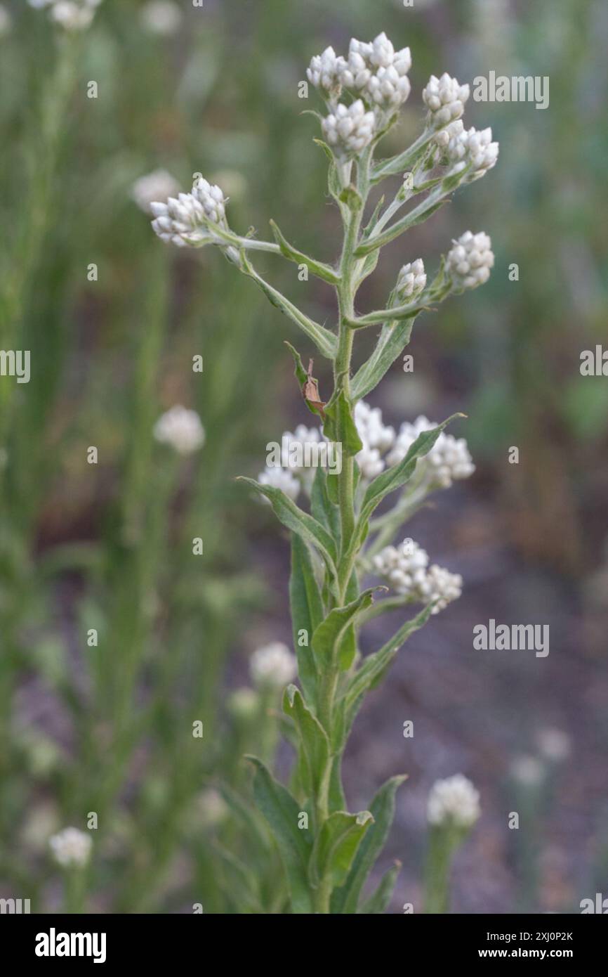 California cudweed (Pseudognaphalium californicum) Plantae Stock Photo ...