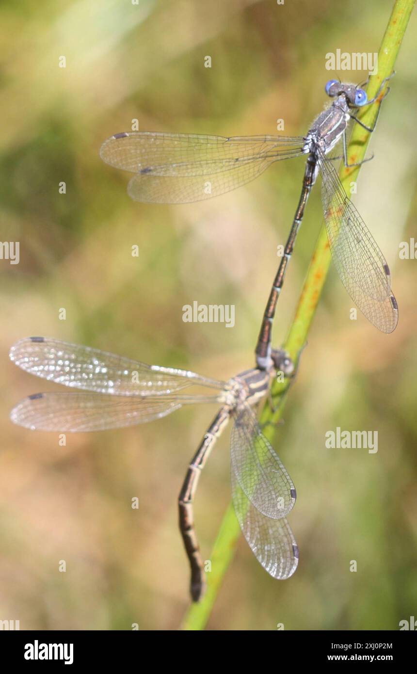 Black Spreadwing (Lestes stultus) Insecta Stock Photo - Alamy