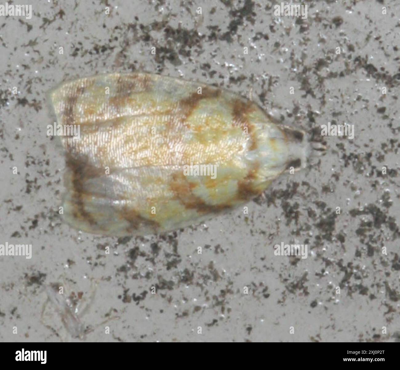 Red-edged Acleris Moth (Acleris albicomana) Insecta Stock Photo - Alamy