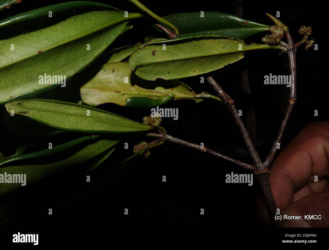 Carallia (Carallia brachiata) Plantae Stock Photo - Alamy