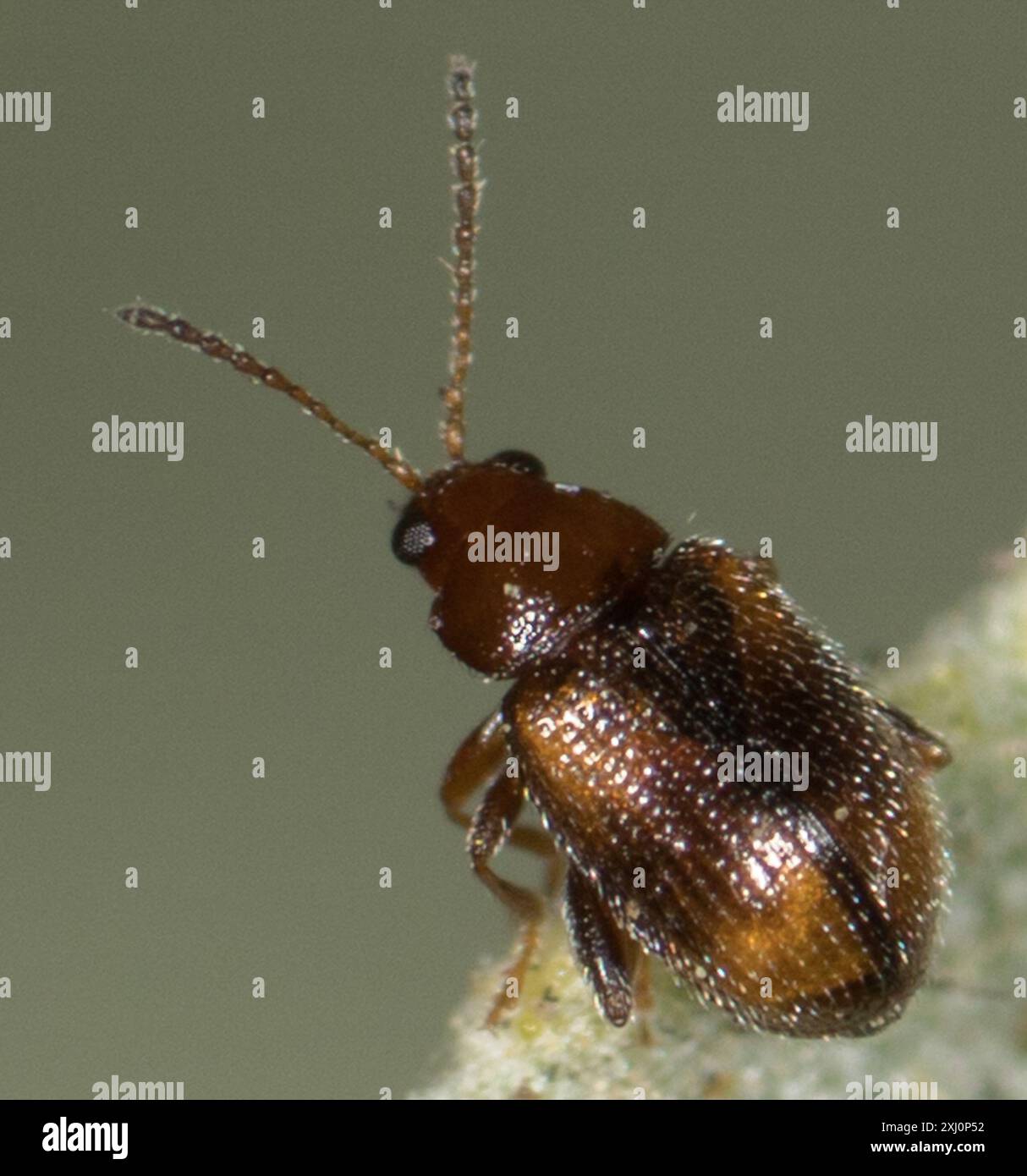 Tobacco Flea Beetle (Epitrix hirtipennis) Insecta Stock Photo - Alamy