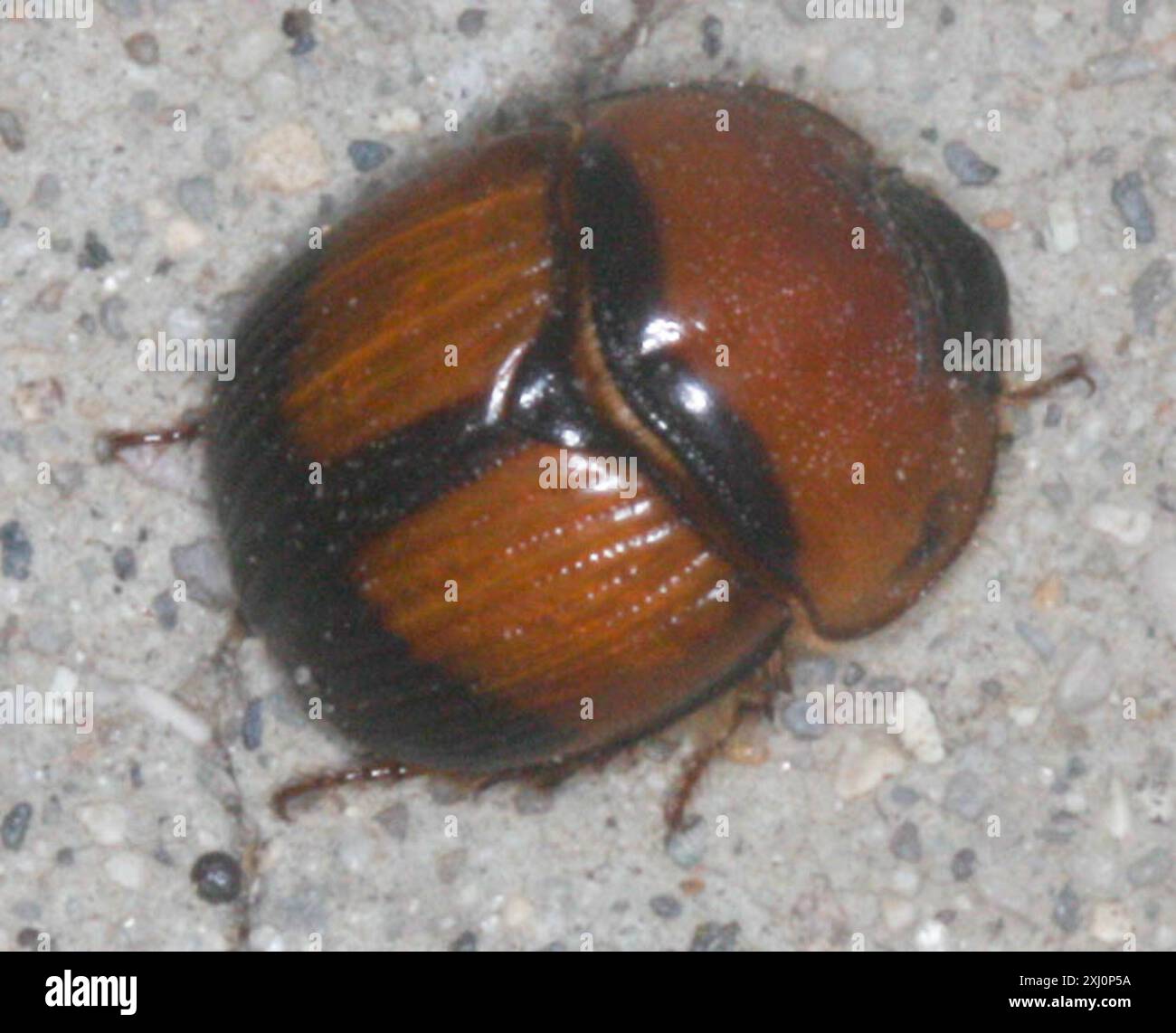 Bruner's Earth-boring Scarab Beetle (Bolbocerosoma bruneri) Insecta ...