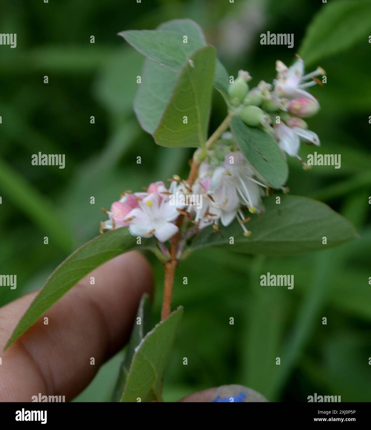 Western Snowberry (Symphoricarpos occidentalis) Plantae Stock Photo - Alamy