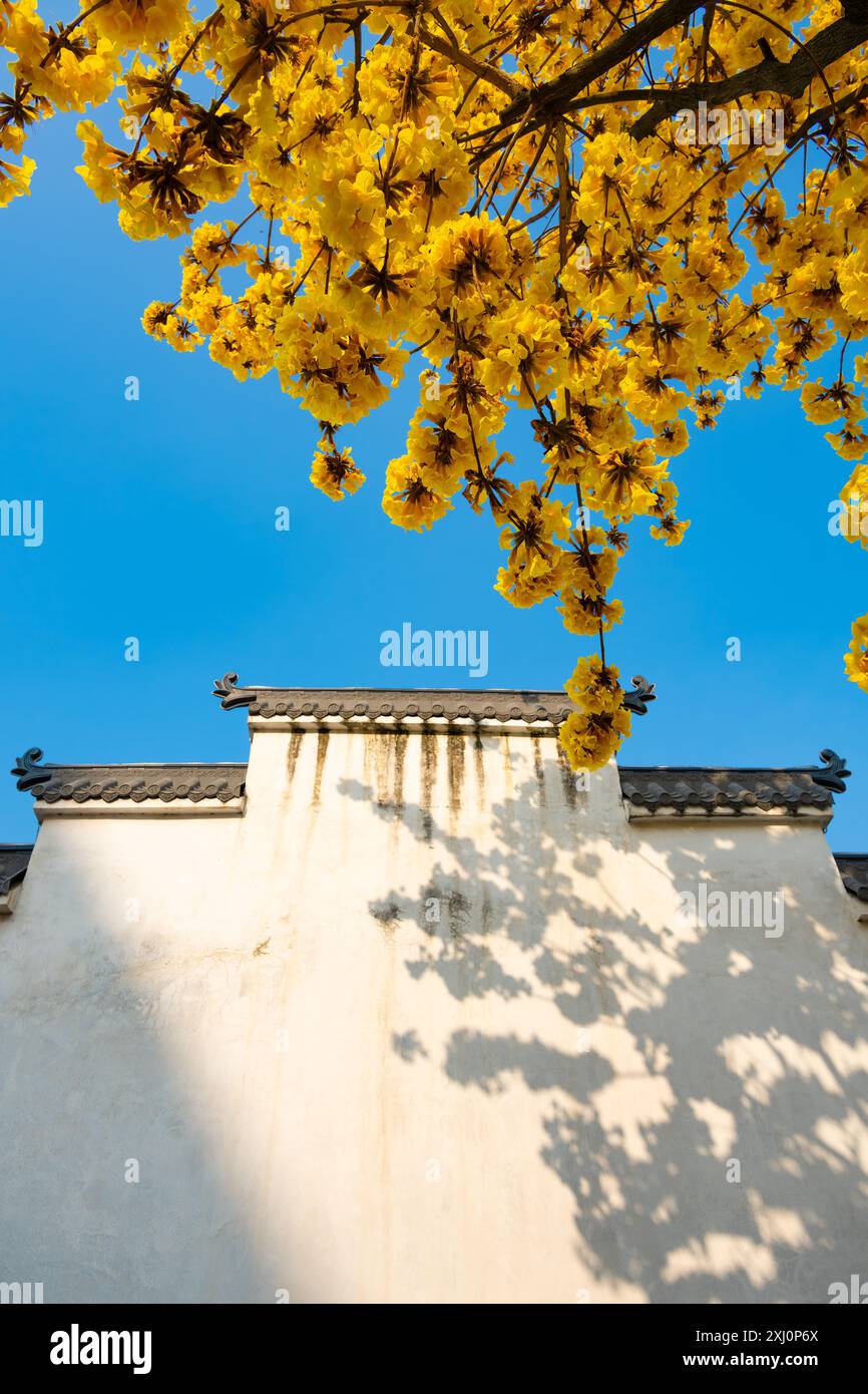 blooming Guayacan or Handroanthus chrysanthus or Golden Bell Tree in ...