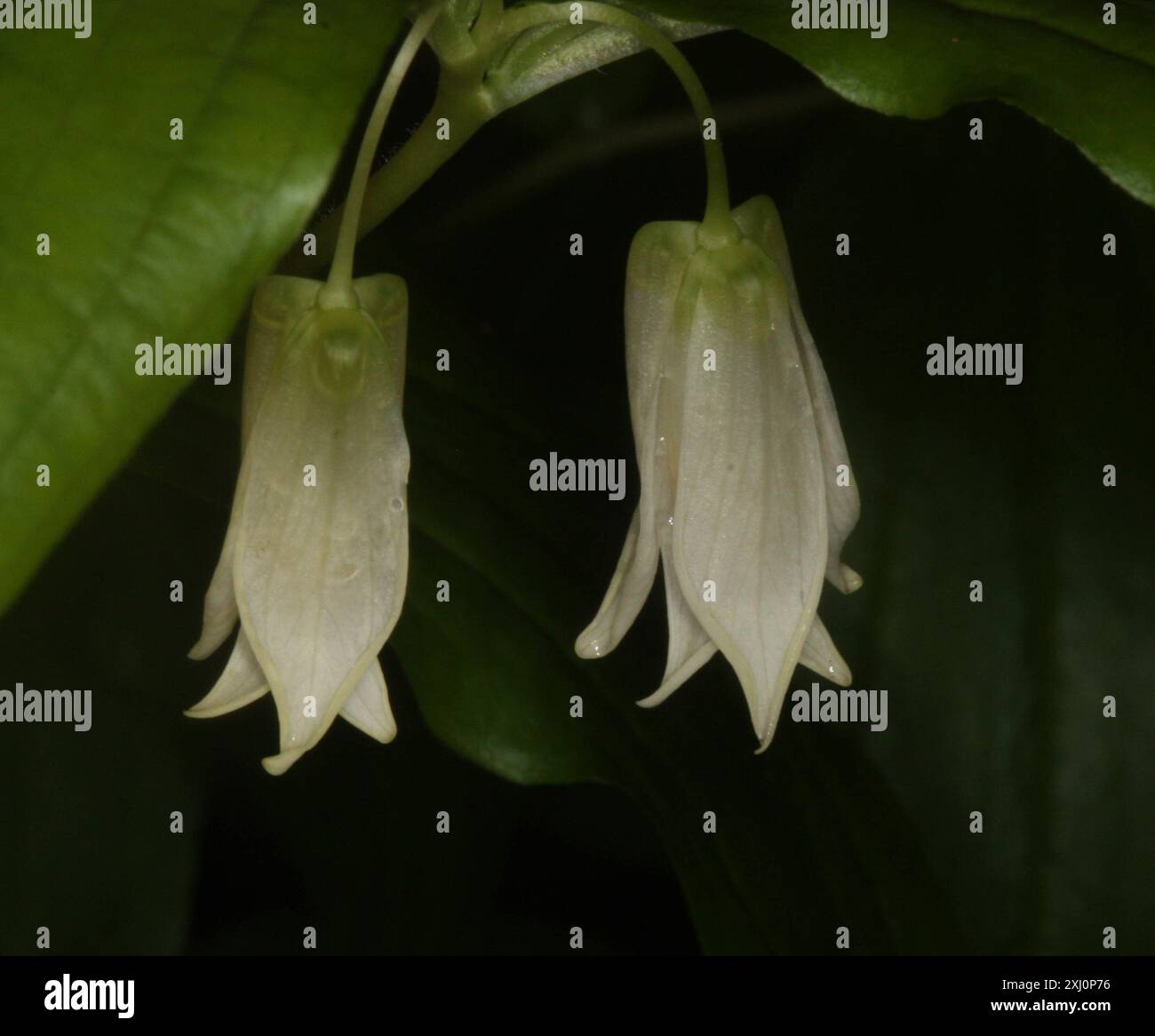largeflower fairybells (Prosartes smithii) Plantae Stock Photo - Alamy