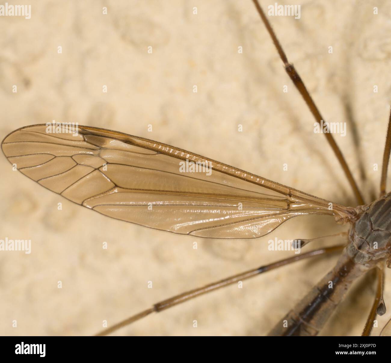 Common Crane Flies (Tipula) Insecta Stock Photo - Alamy