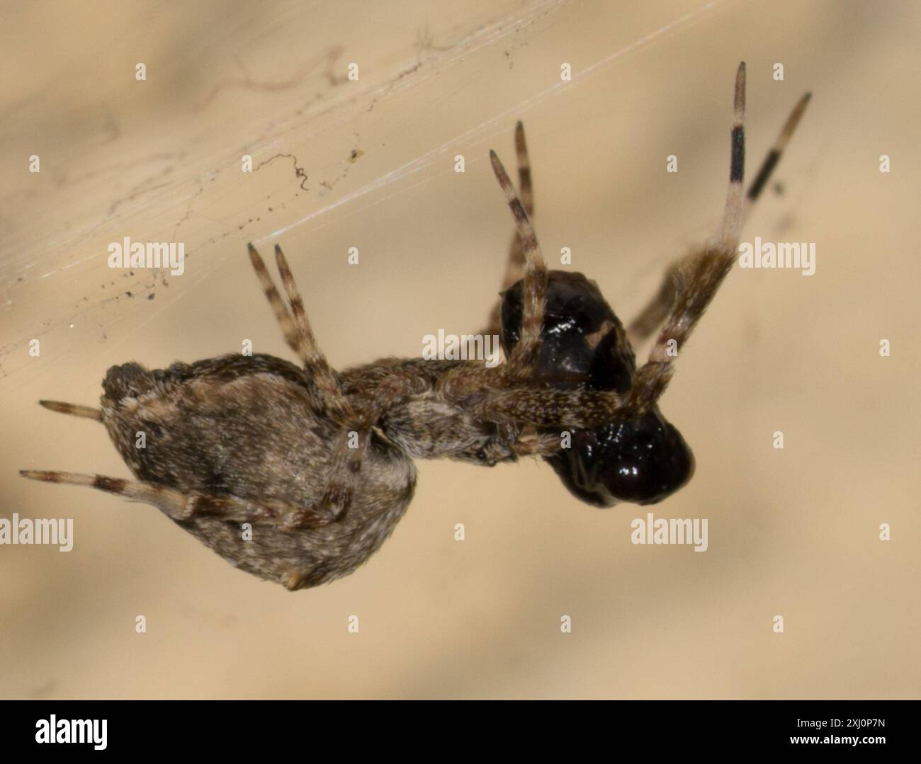 Feather-legged Spiders (Uloborus) Arachnida Stock Photo - Alamy