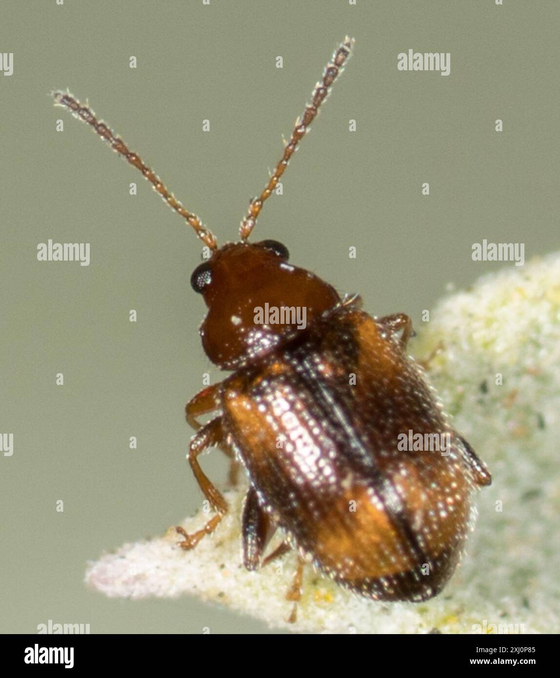 Tobacco Flea Beetle (Epitrix hirtipennis) Insecta Stock Photo - Alamy