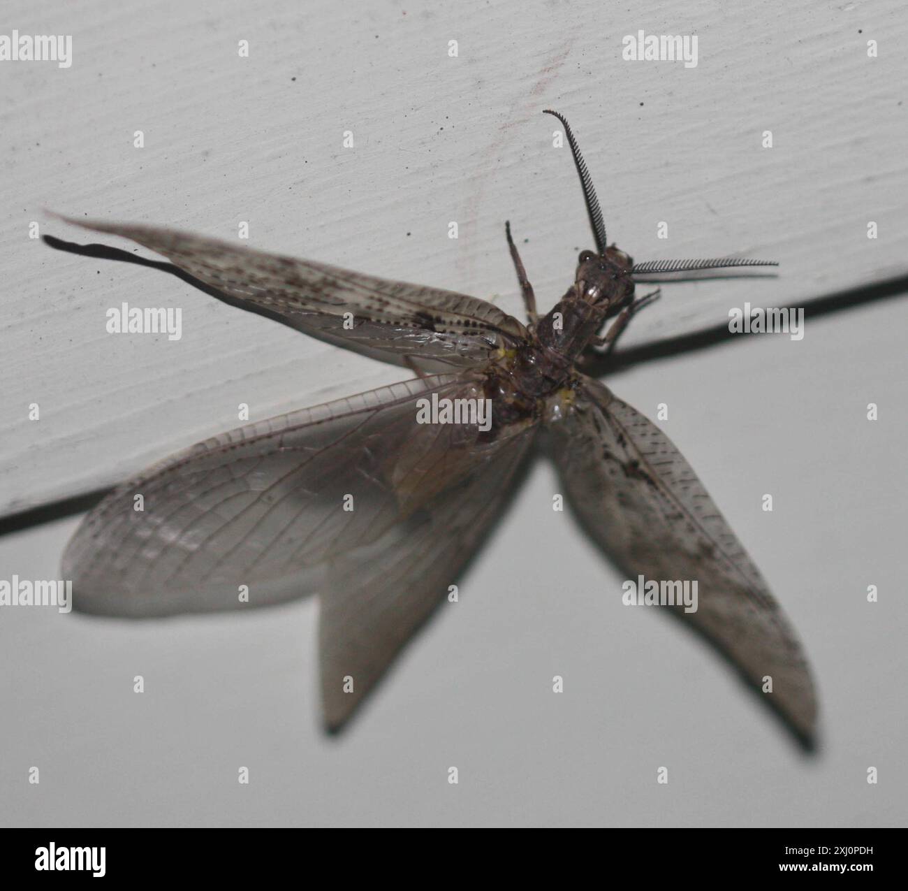 Summer fishfly hi-res stock photography and images - Alamy