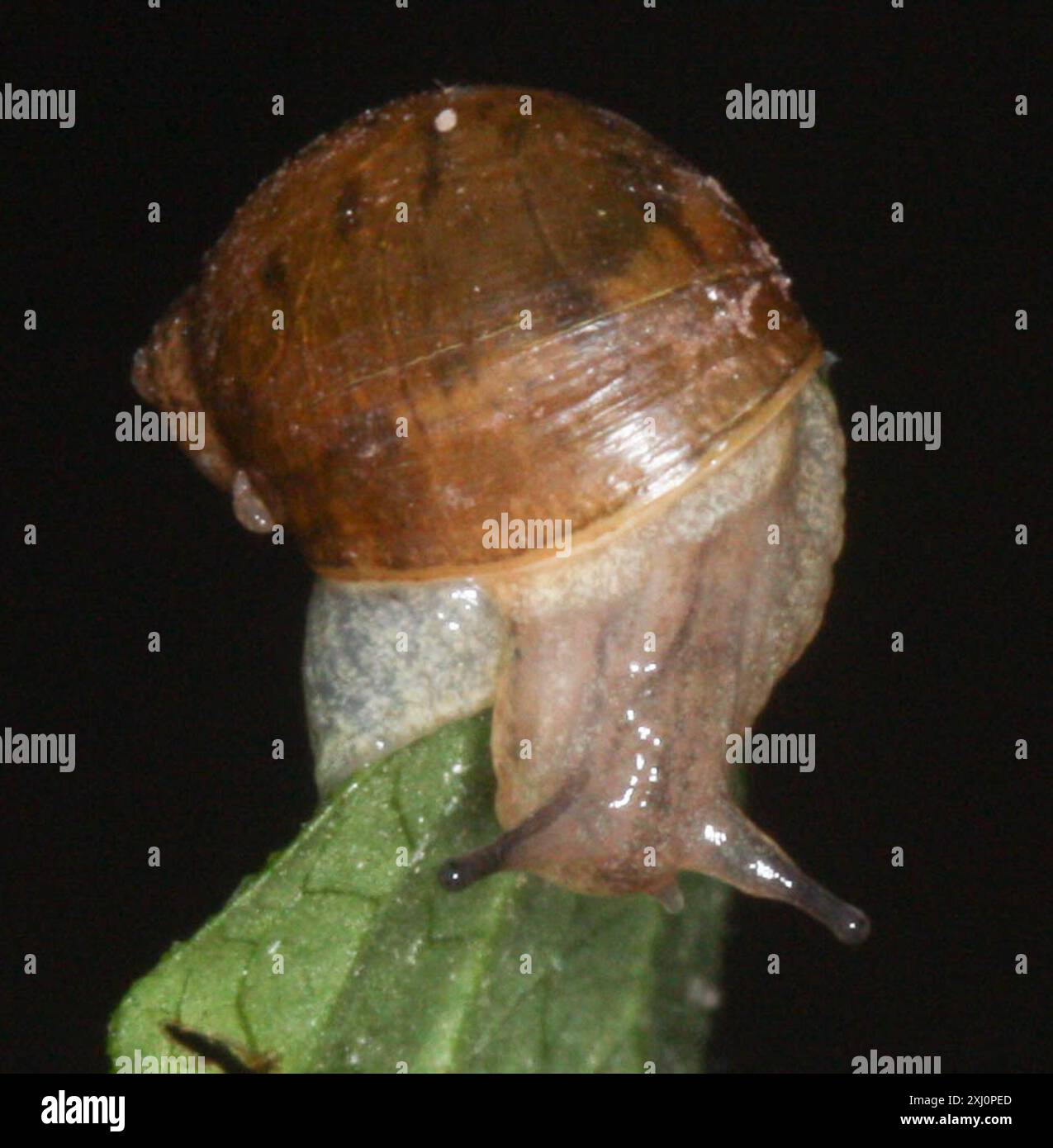 Amber Snails (Succineidae) Mollusca Stock Photo - Alamy