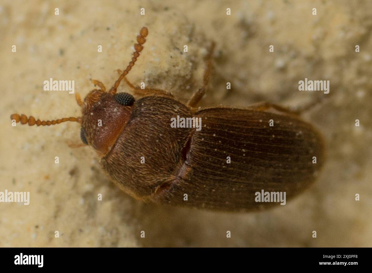 Hairy Fungus Beetle (Typhaea stercorea) Insecta Stock Photo - Alamy