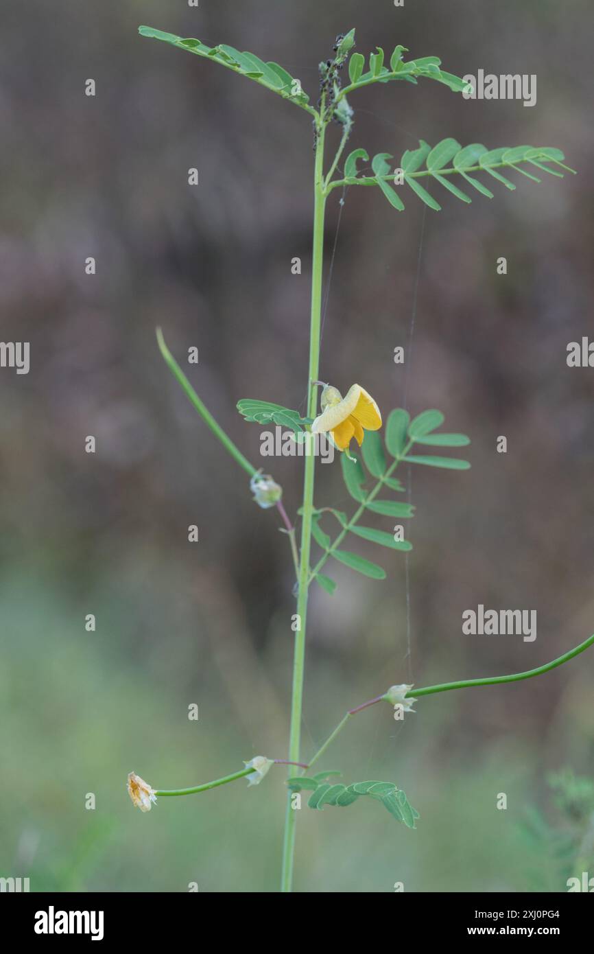 bigpod sesbania (Sesbania herbacea) Plantae Stock Photo - Alamy