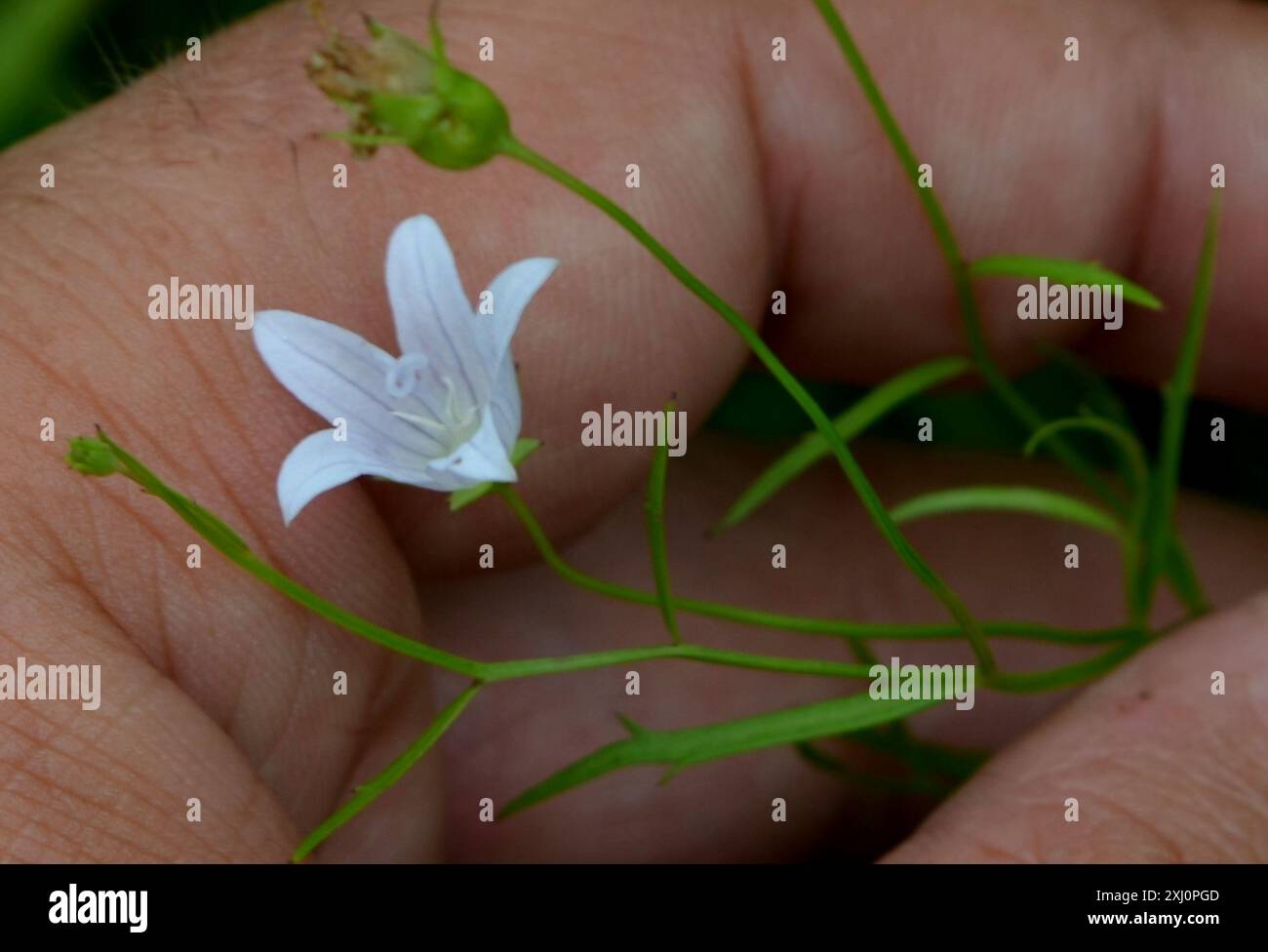 Marsh Bellflower (Campanula aparinoides) Plantae Stock Photo - Alamy