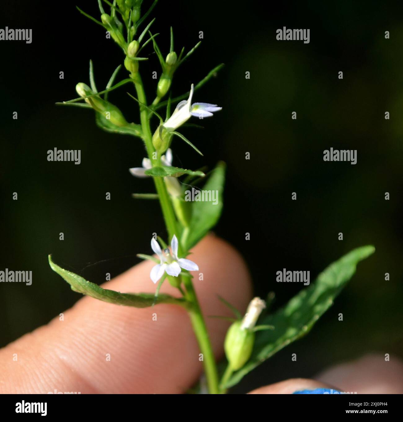 Indian tobacco (Lobelia inflata) Plantae Stock Photo - Alamy