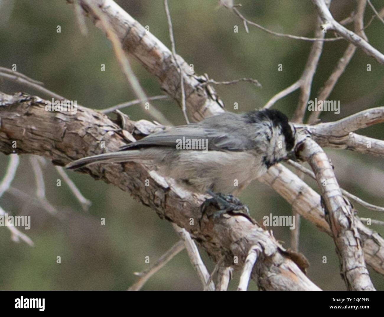 Mountain Chickadee (Poecile gambeli) Aves Stock Photo - Alamy