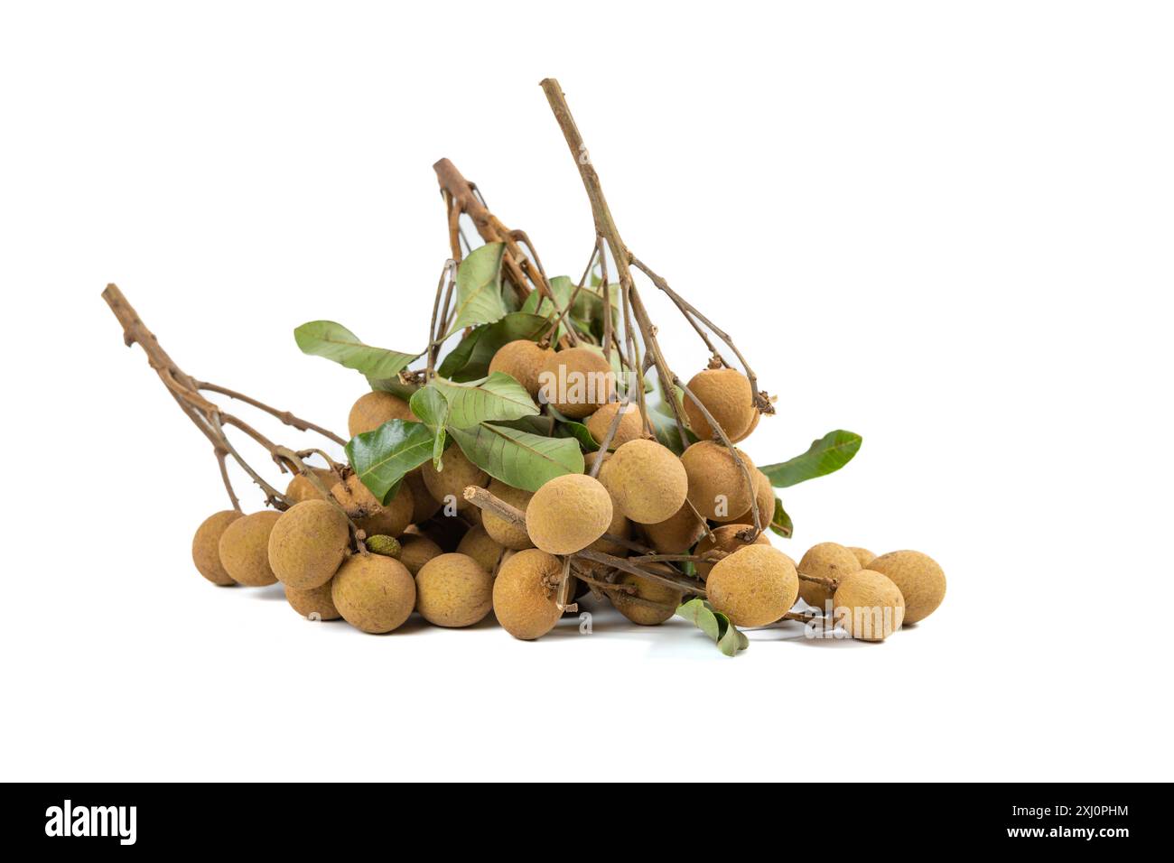 Longan leaves hi-res stock photography and images - Alamy