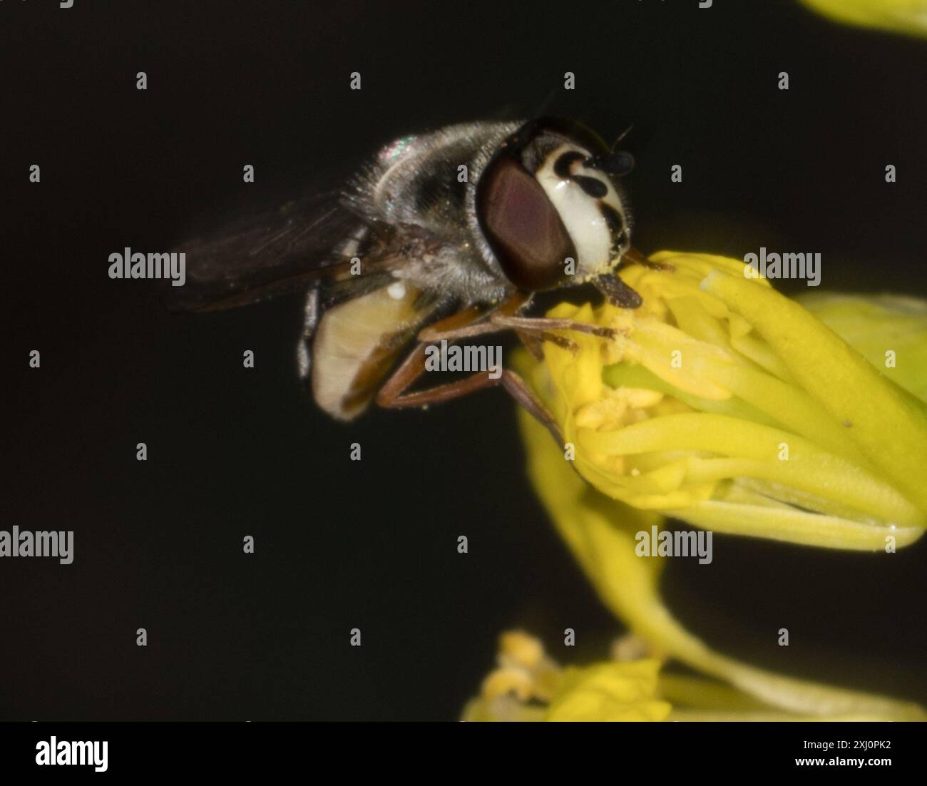 Large-tailed Aphideater (Eupeodes volucris) Insecta Stock Photo - Alamy