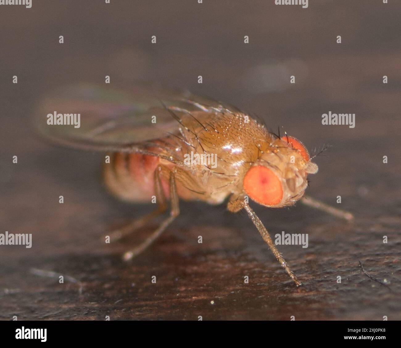 Common Fruit Fly (Drosophila melanogaster) Insecta Stock Photo - Alamy