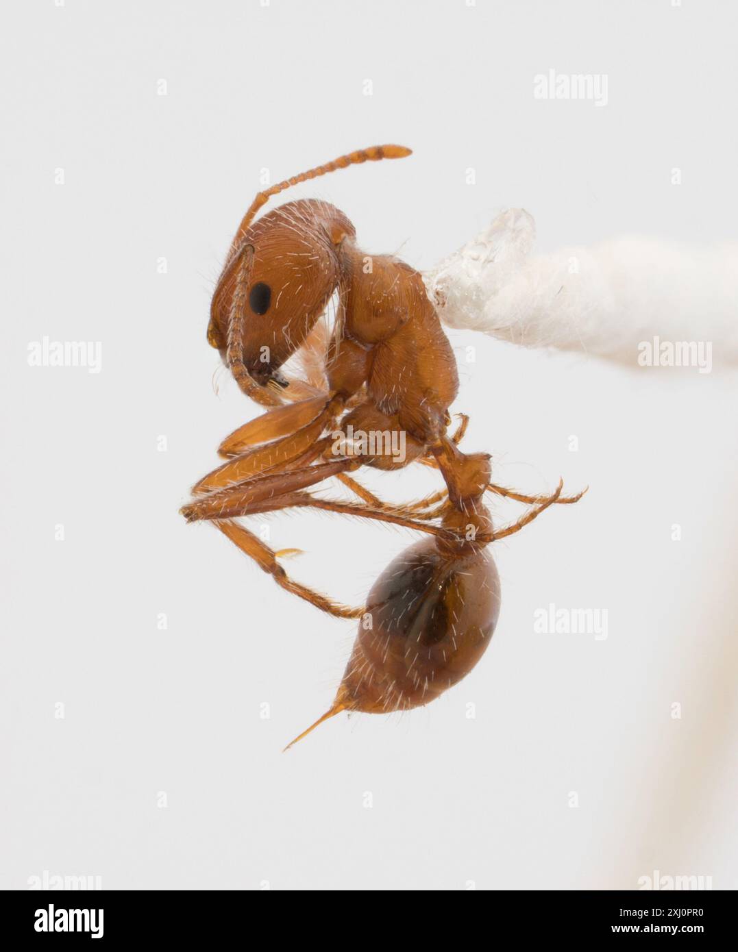 California Harvester Ant (Pogonomyrmex californicus) Insecta Stock ...