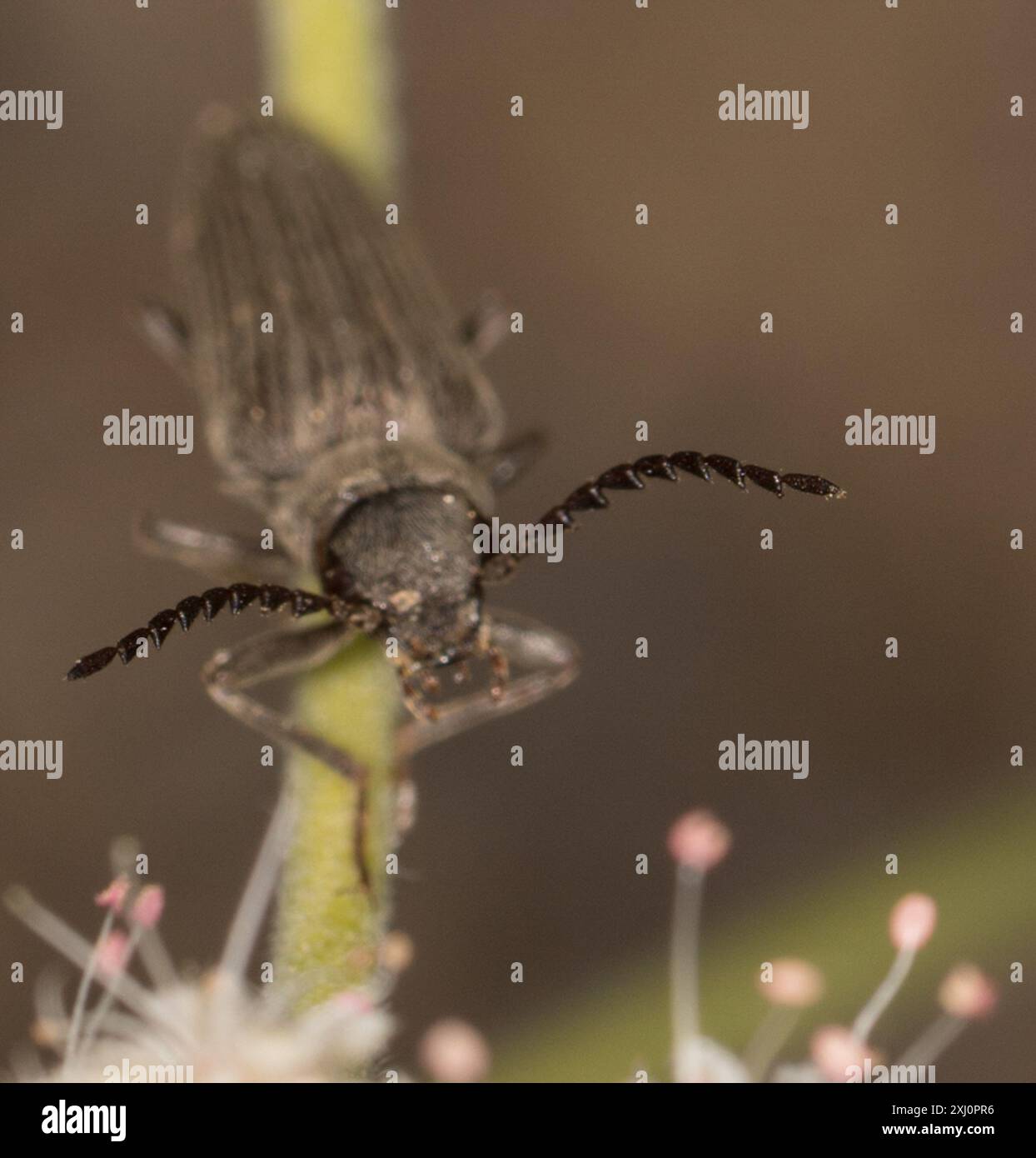 Click Beetles (Elateridae) Insecta Stock Photo - Alamy