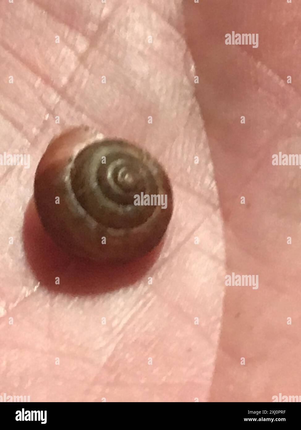Common Land Snails and Slugs (Stylommatophora) Mollusca Stock Photo - Alamy