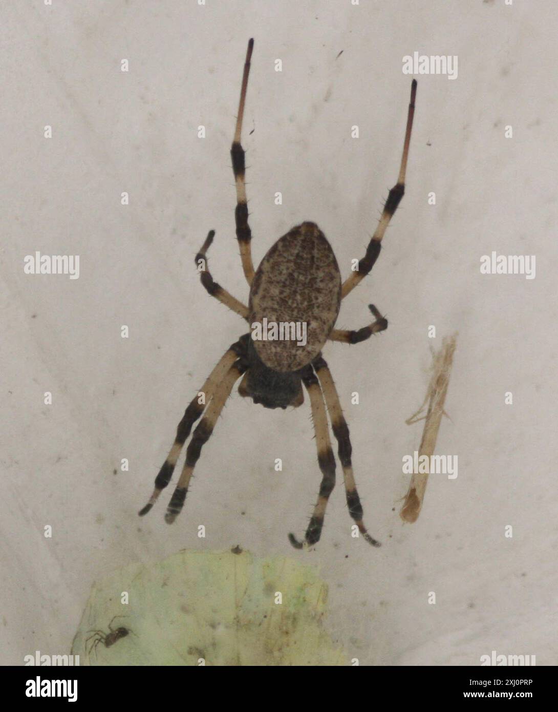 Asian Hermit Spider (Nephilengys malabarensis) Arachnida Stock Photo ...