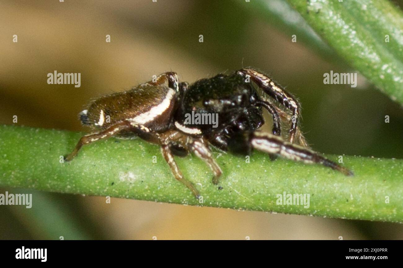 (Sassacus vitis) Arachnida Stock Photo - Alamy