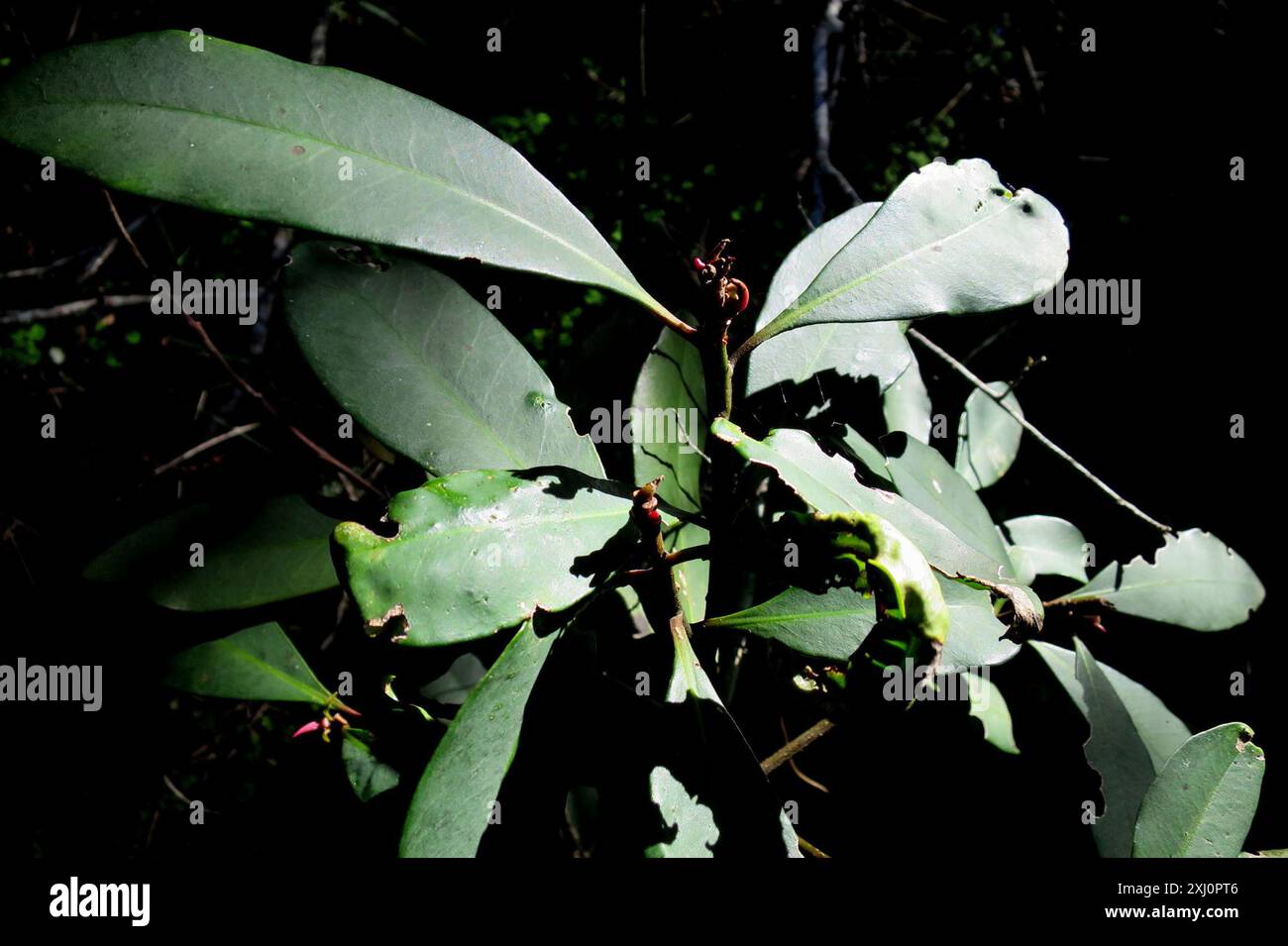 Cape beech (Rapanea melanophloeos) Plantae Stock Photo - Alamy