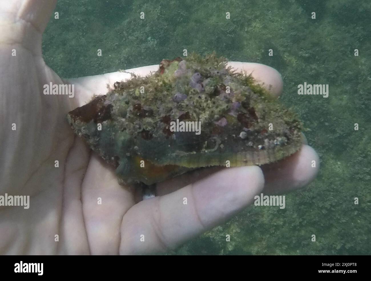 Red-mouthed Dog Winkle (Stramonita haemastoma) Mollusca Stock Photo - Alamy