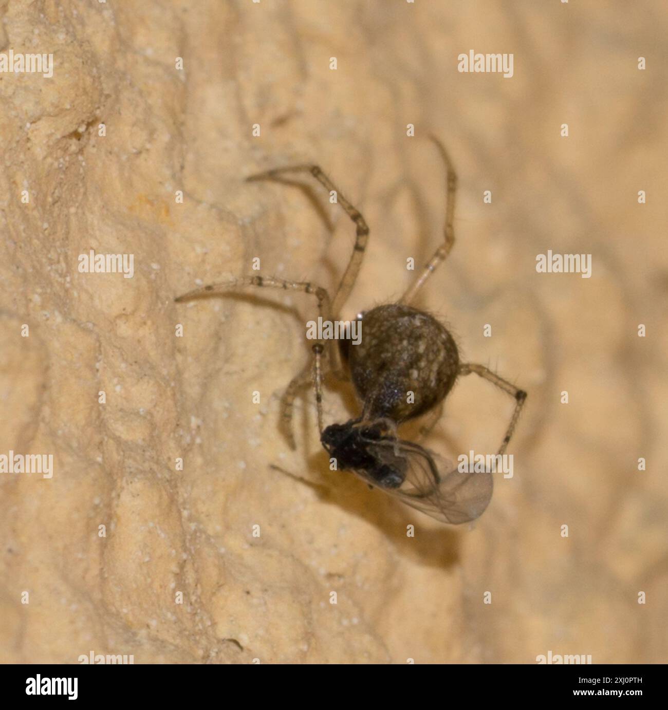 Spiders (Araneae) Arachnida Stock Photo - Alamy