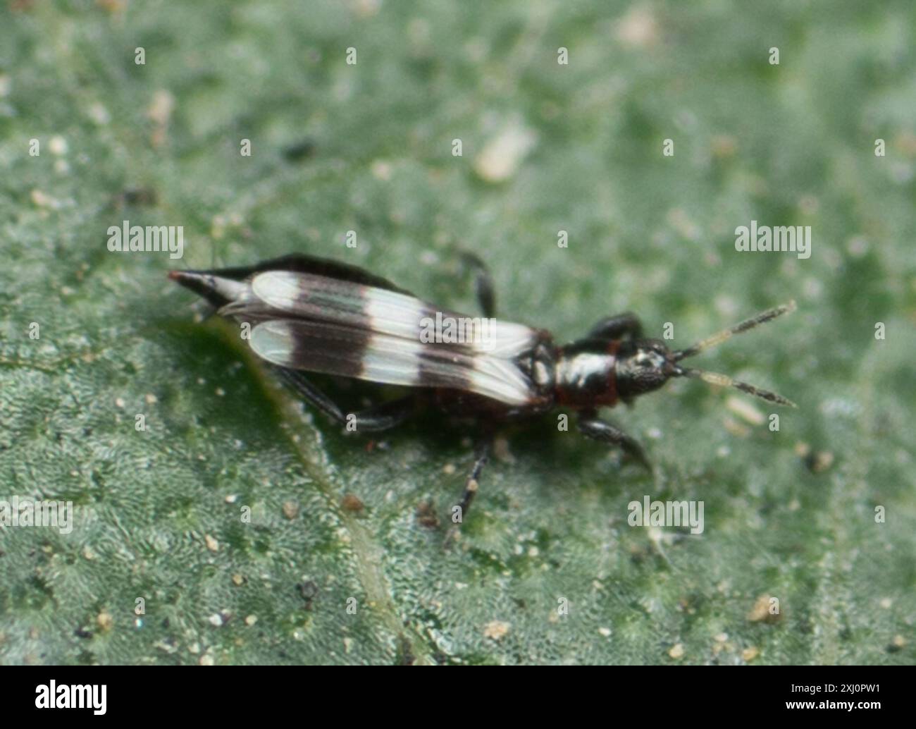 Banded Thrips (Aeolothrips fasciatus) Insecta Stock Photo - Alamy