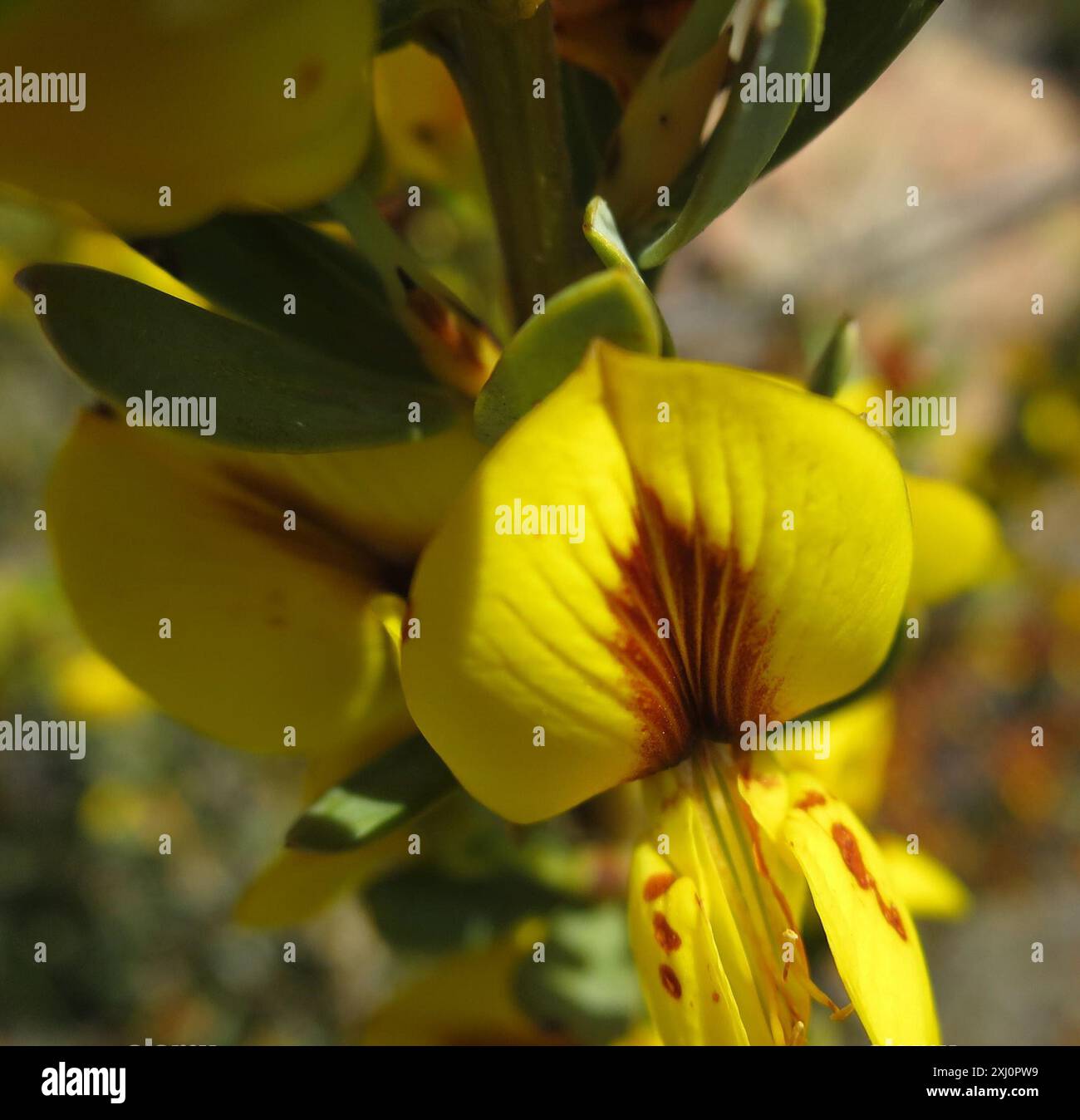 Mountain Honeybush (Cyclopia intermedia) Plantae Stock Photo - Alamy