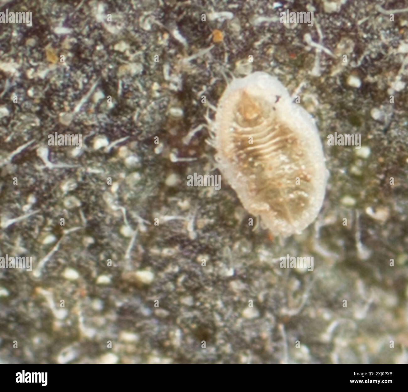 Whiteflies (Aleyrodidae) Insecta Stock Photo - Alamy