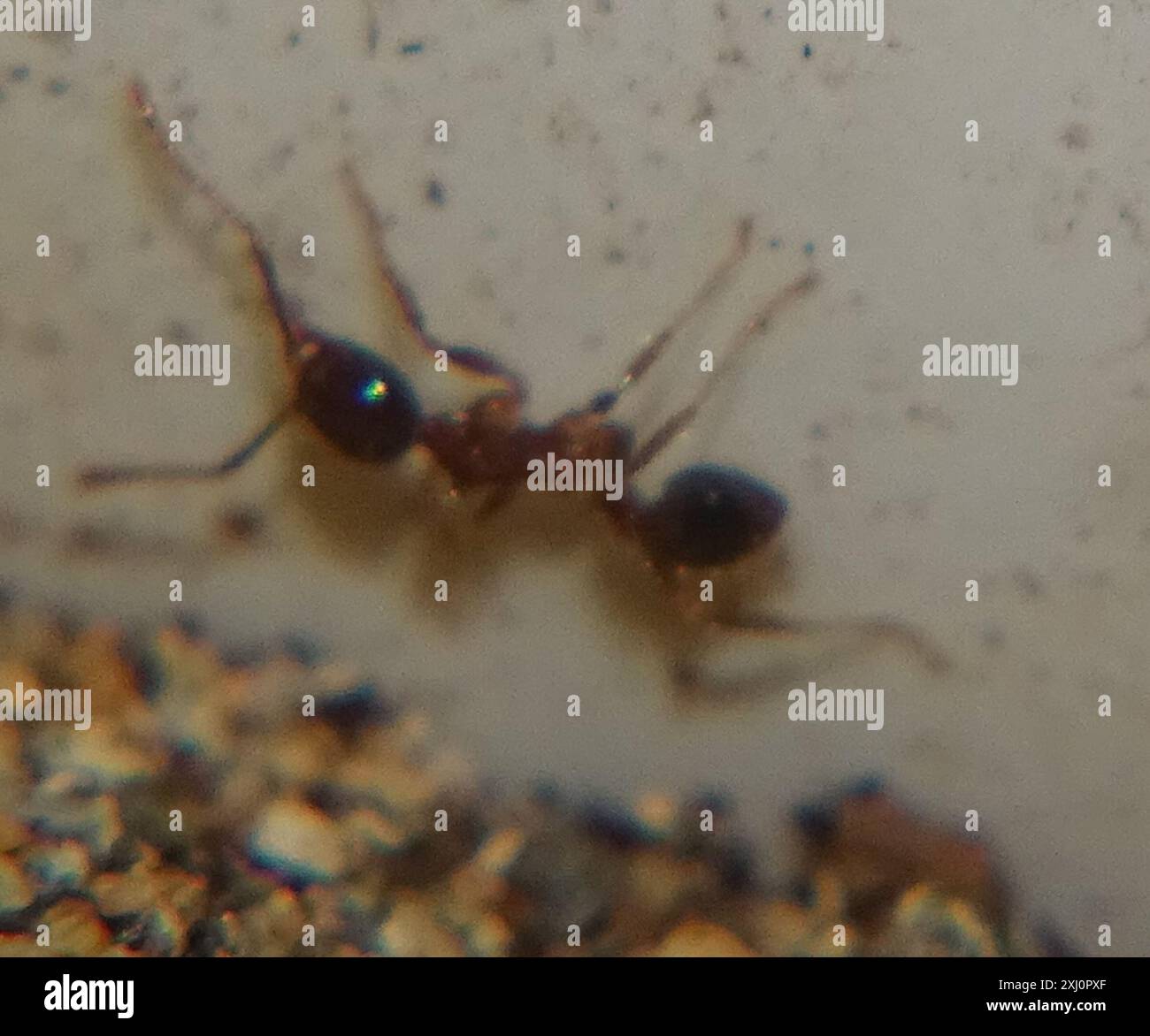 African Big-headed Ant (Pheidole megacephala) Insecta Stock Photo - Alamy