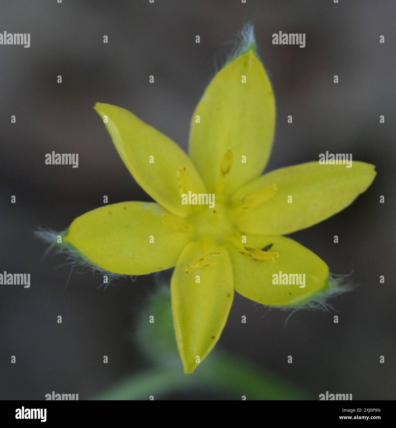 yellow star grass (Hypoxis hirsuta) Plantae Stock Photo - Alamy